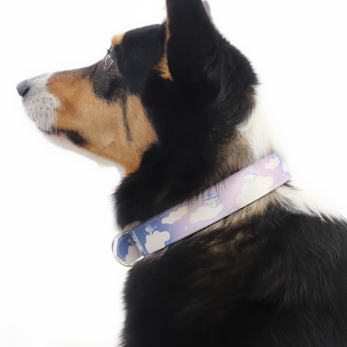 Ruby – Daisy by Shelby